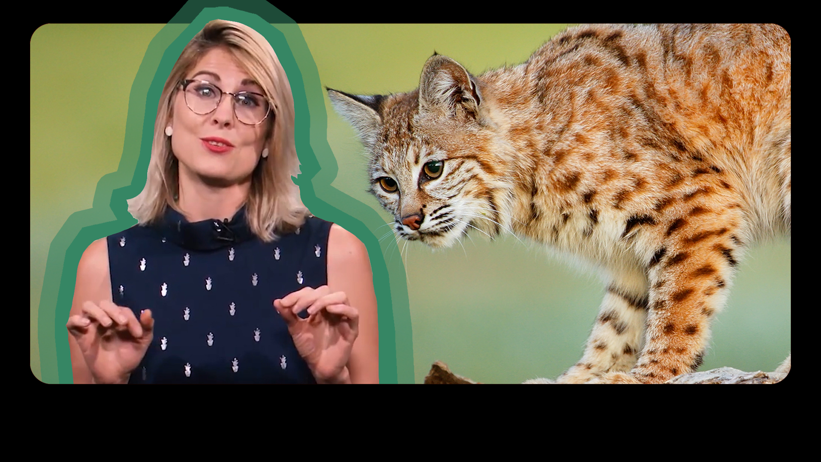 Ferocious Felines Native To Our State | Know Ohio | Grades 3-5, 6-8 ...