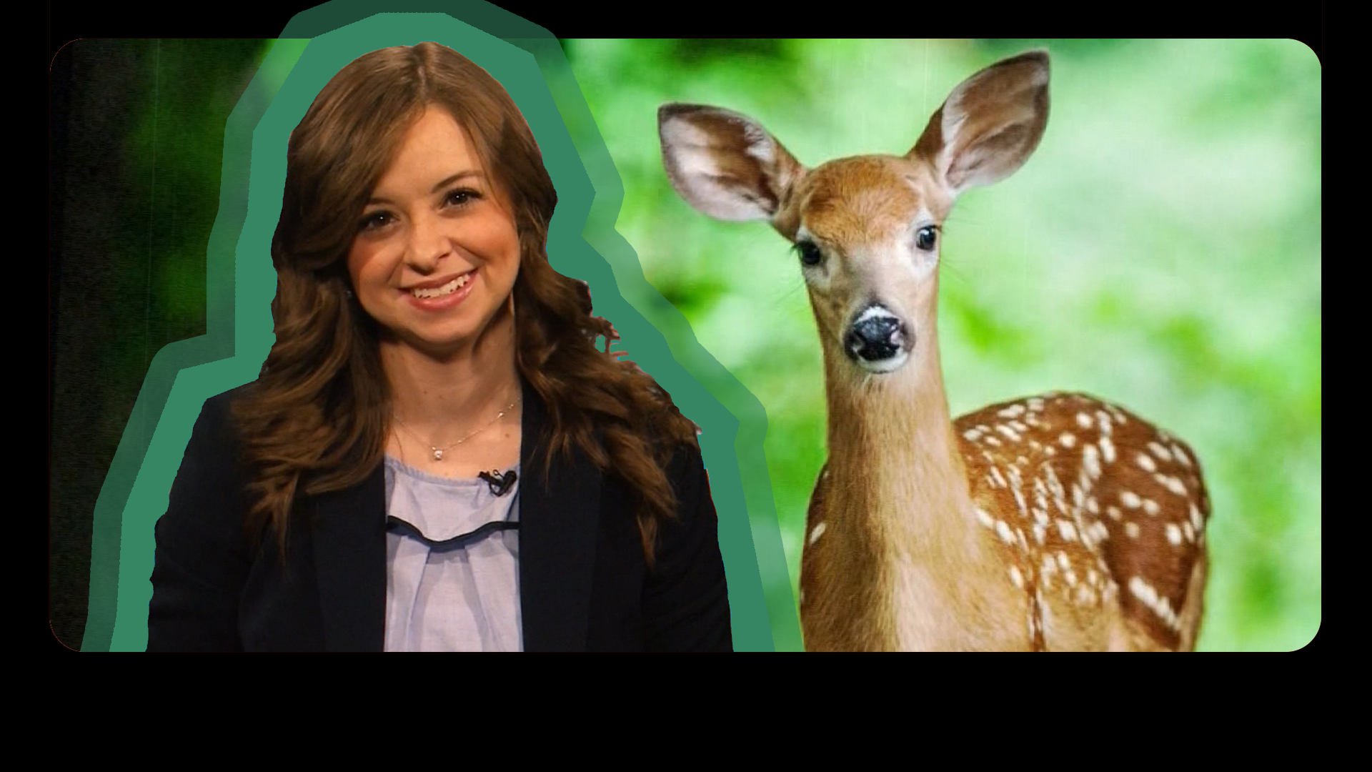 The Cutest State Animal, the White Tailed Deer | Know Ohio | PBS ...