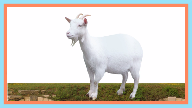 How to Use Commas for Yes, No, Tag Questions, and Direct Address | No ...