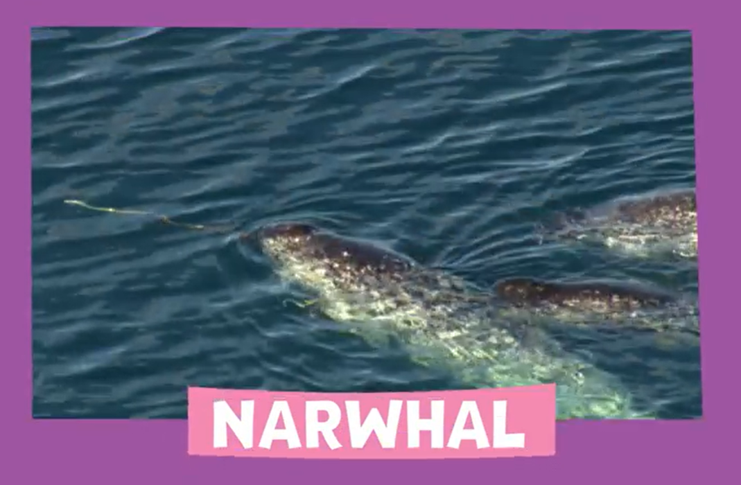 Narwhal | Animal Alphabet | Grades K-2 Preschool Teaching and Lesson ...