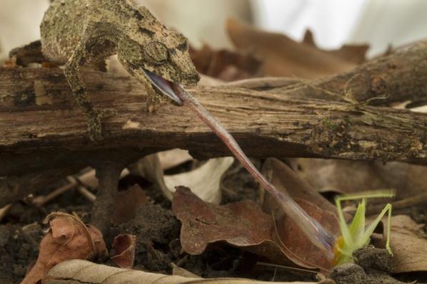 Predators | Gorongosa Park | Science | Media Gallery | PBS LearningMedia
