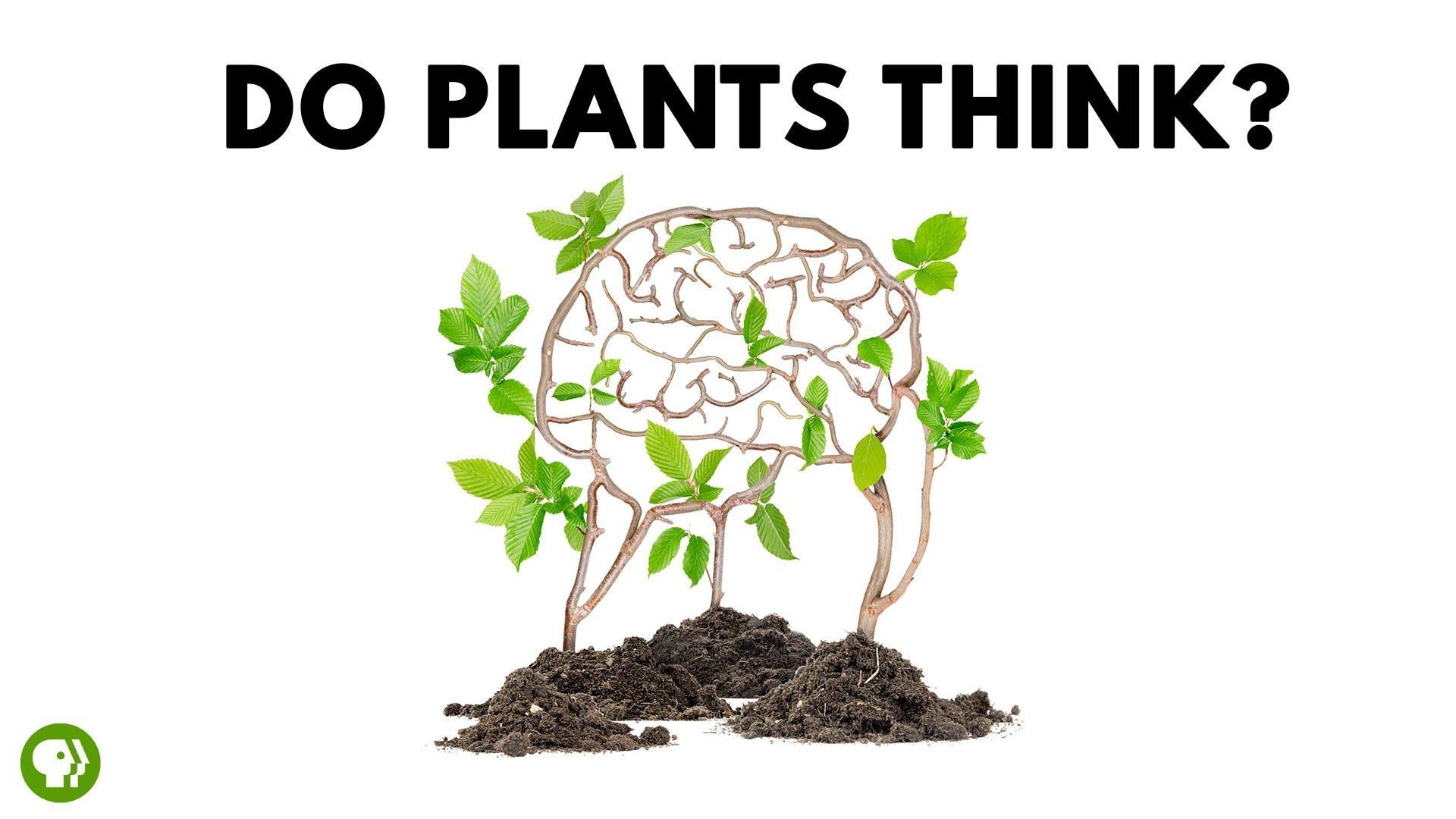 Do Plants Think? | It's Okay to Be Smart | PBS LearningMedia