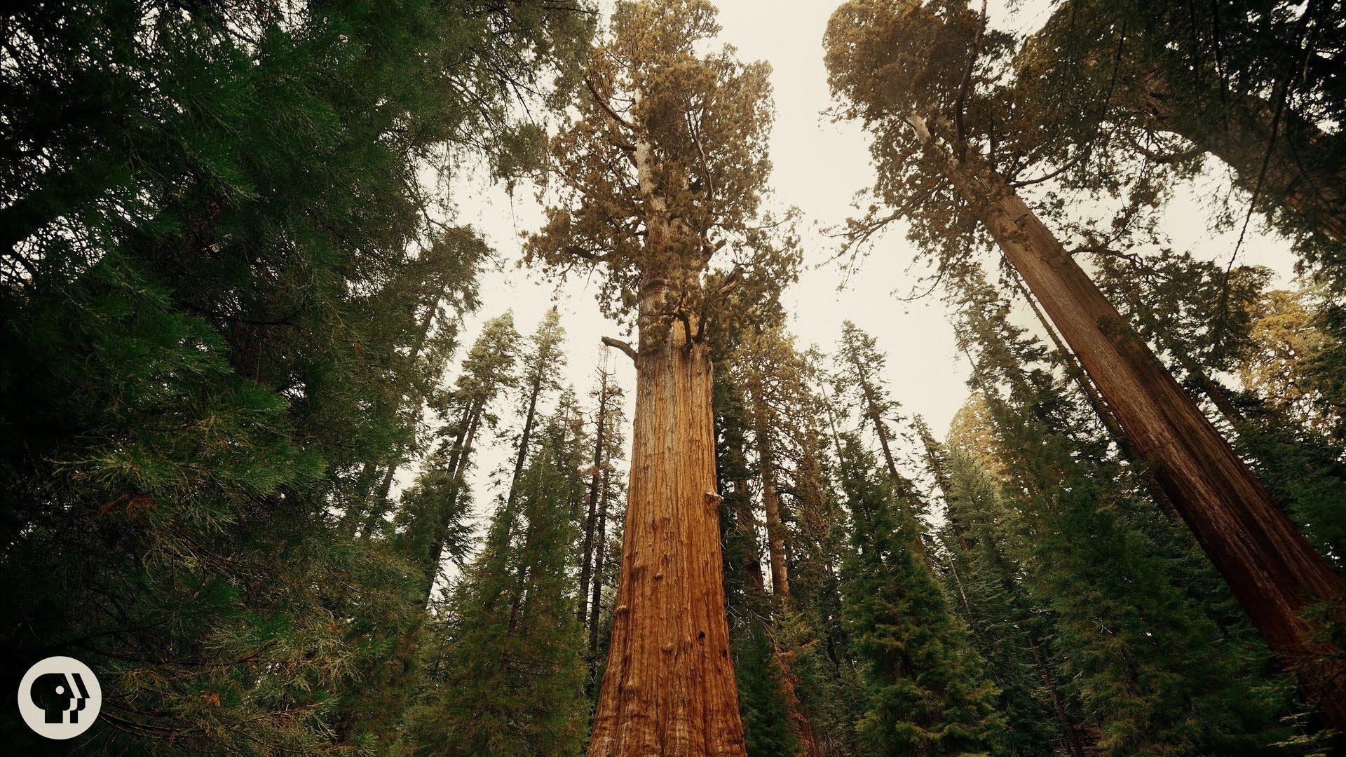 How Many Trees Are There? | It's Okay to Be Smart | PBS LearningMedia