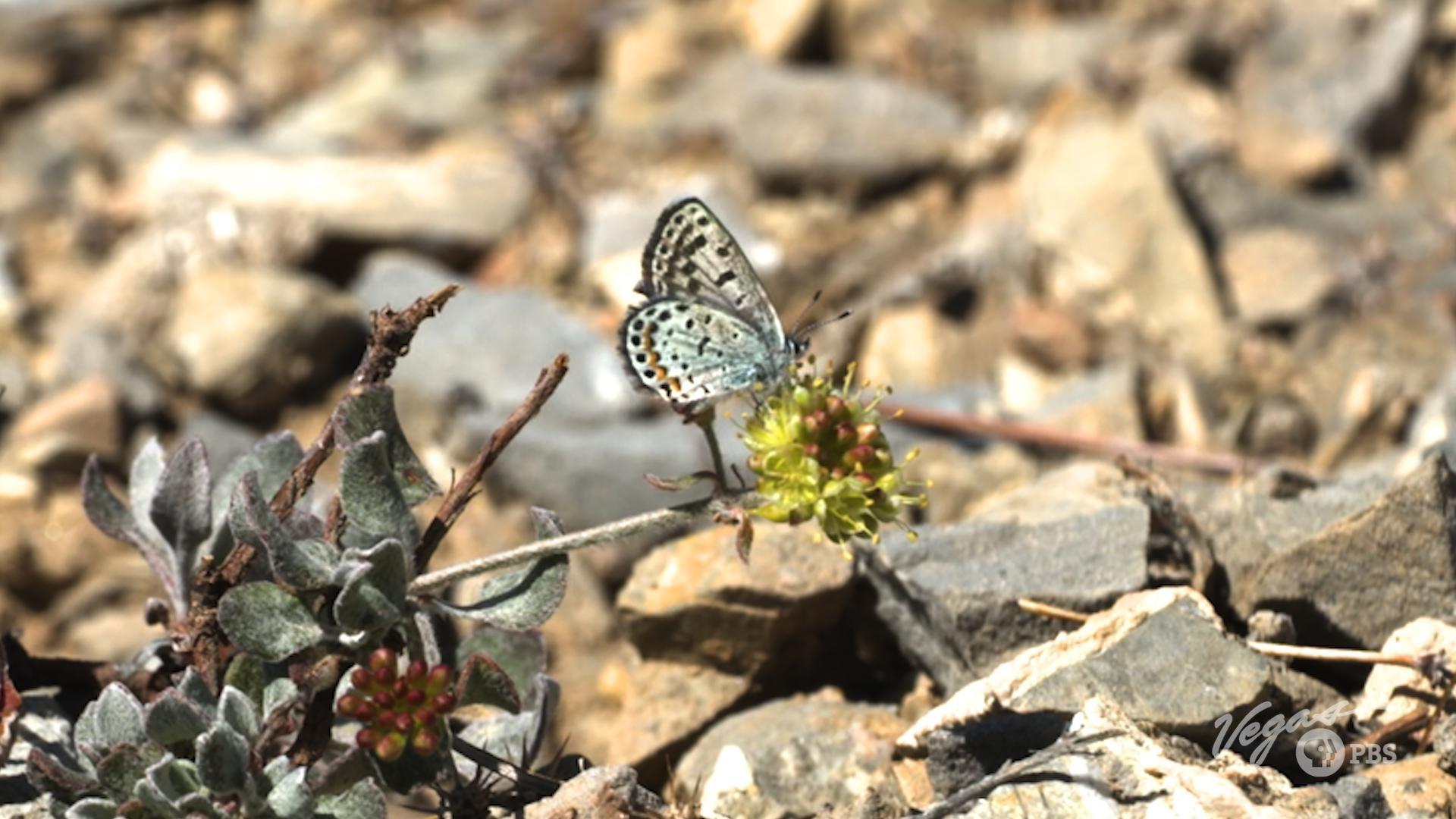 Nevada State Butterfly