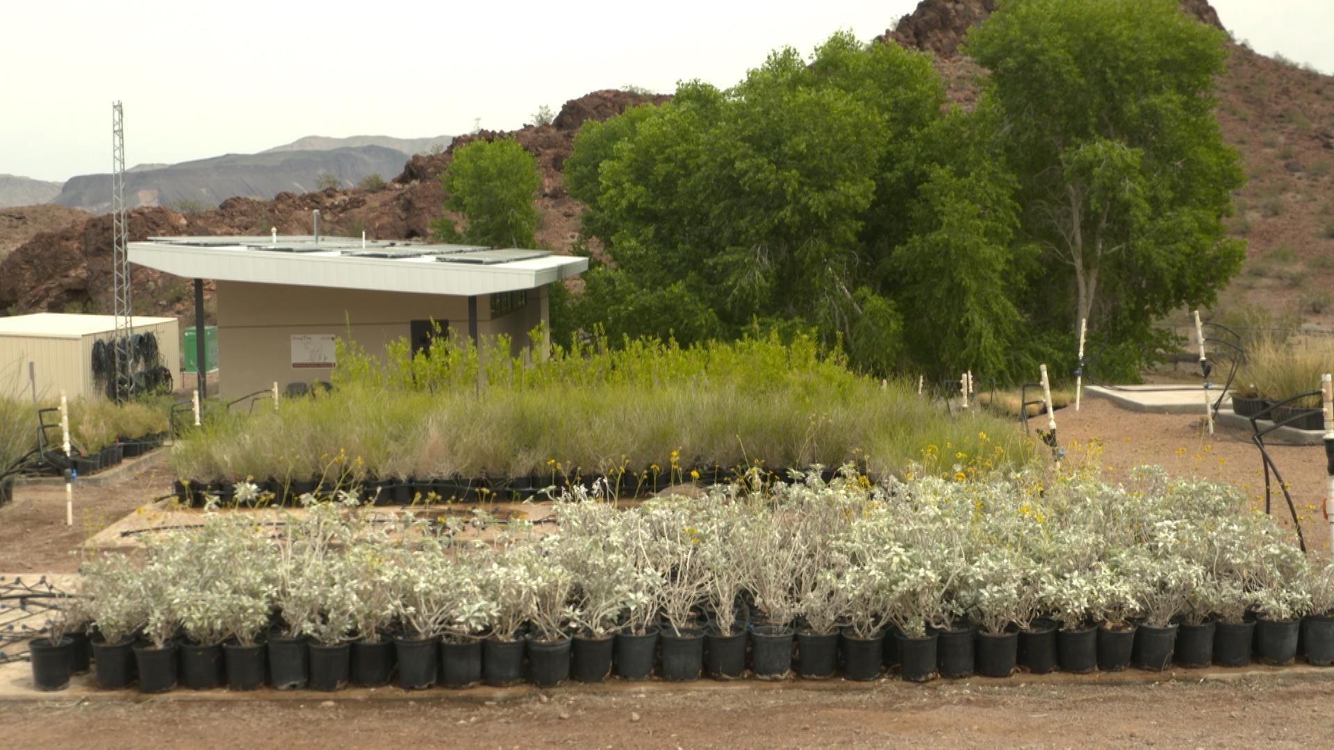 Native Nursey | Outdoor Nevada | PBS LearningMedia