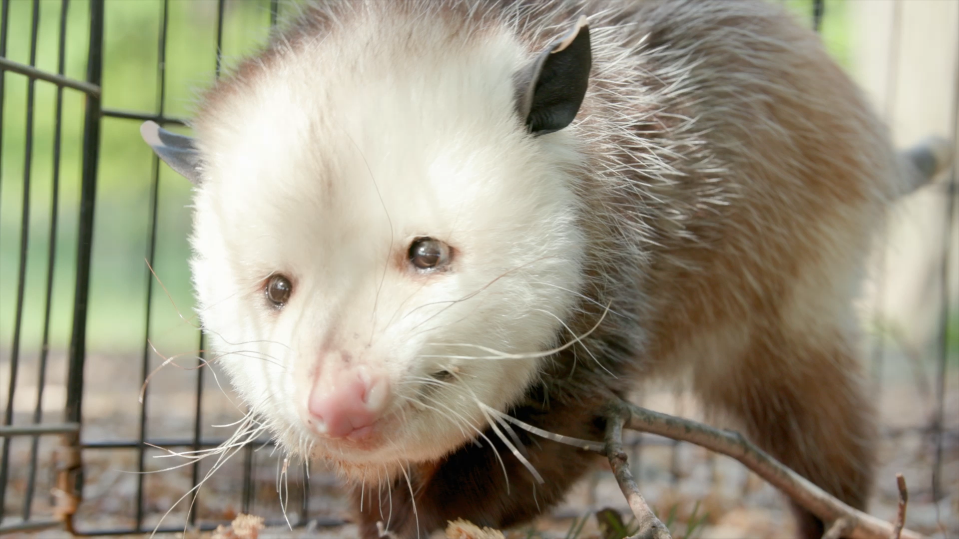 Virginia Opossum | Paws for a Minute | PBS LearningMedia