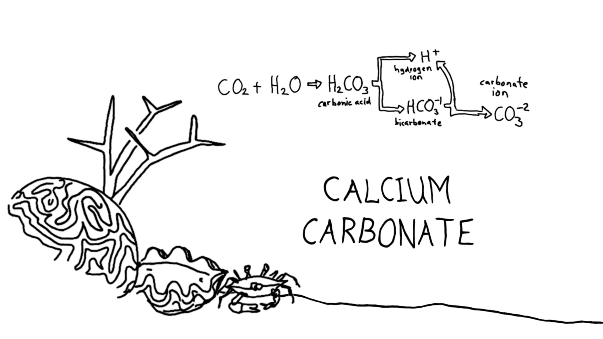 Demystifying Ocean Acidification | Biodiversity Course | PBS LearningMedia