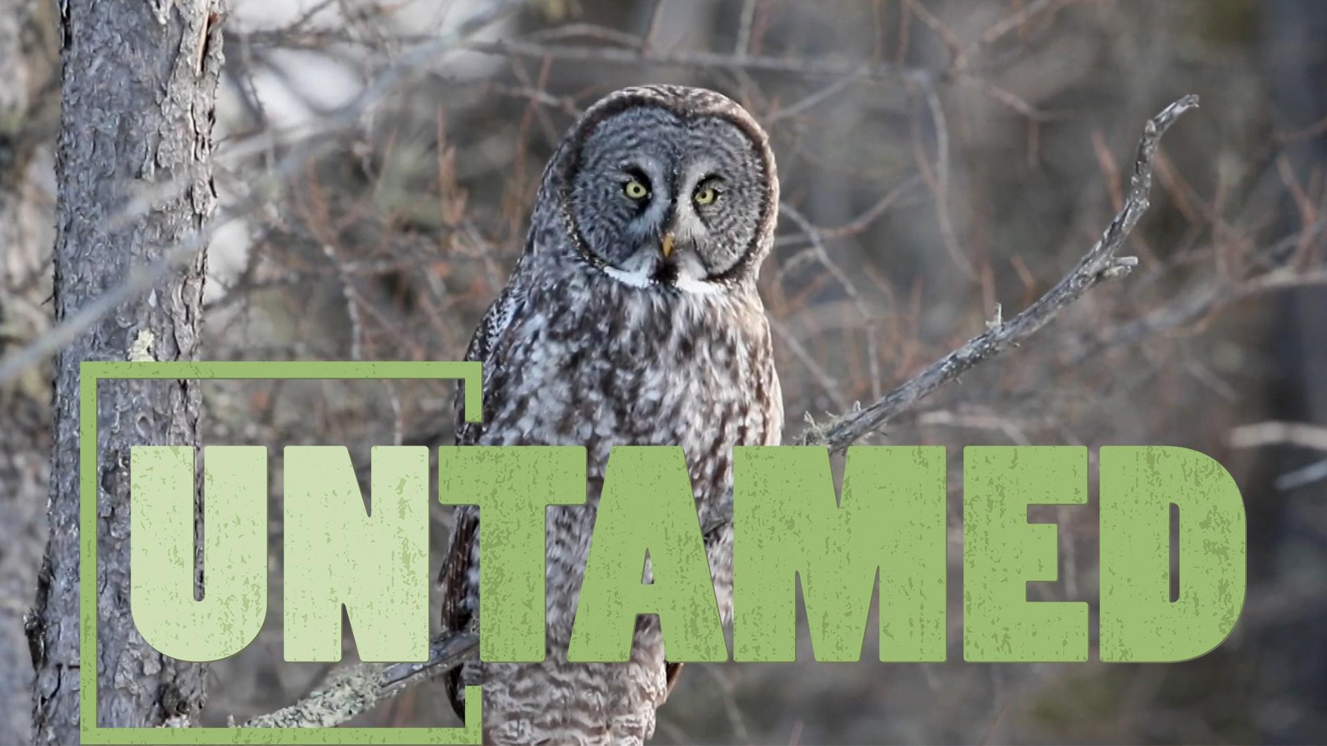 Owls | UNTAMED | PBS LearningMedia
