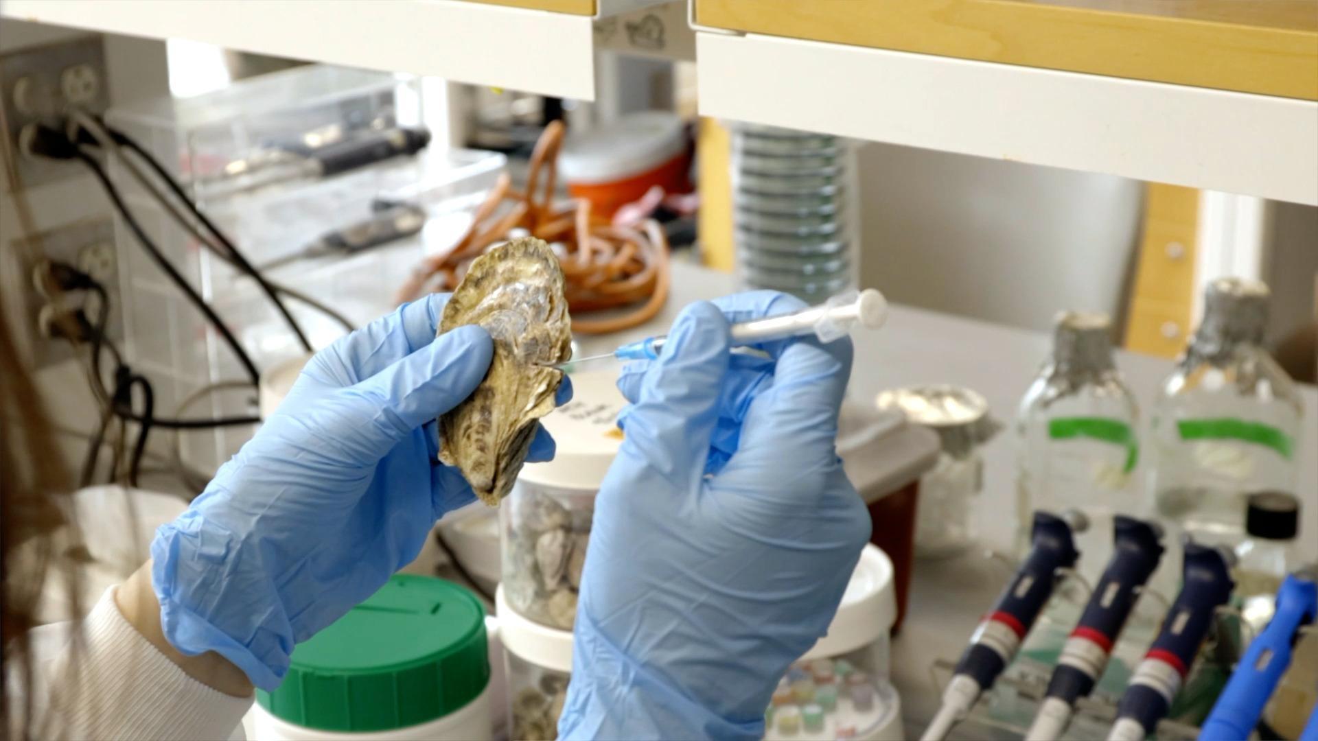 Oysters and Genetics | Rhode Island PBS Weekly: Education | PBS ...