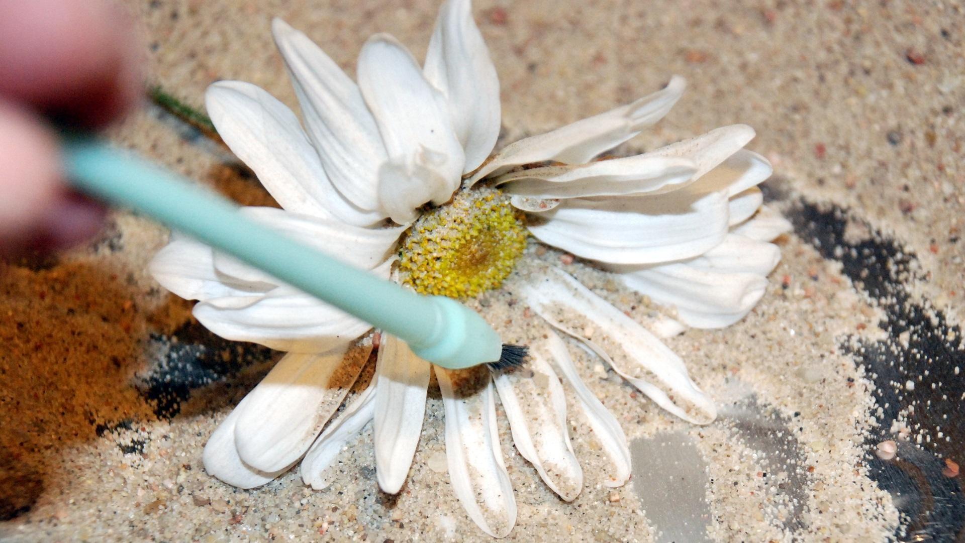 Images of the Past | Paleontologist: Unearth a Flower (Fossil) | PBS ...