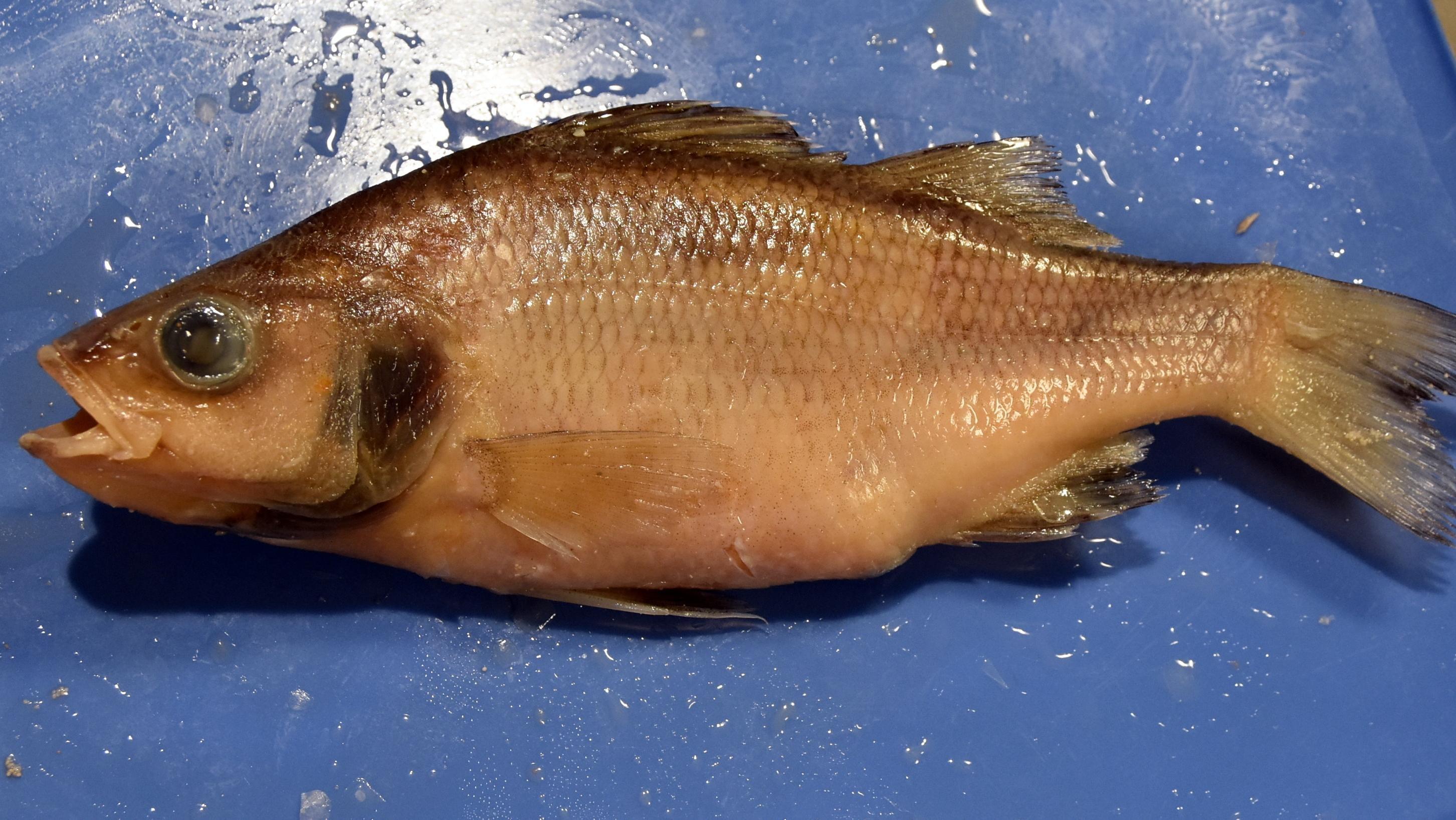 External Anatomy Of A Perch Anatomy Diagram Source