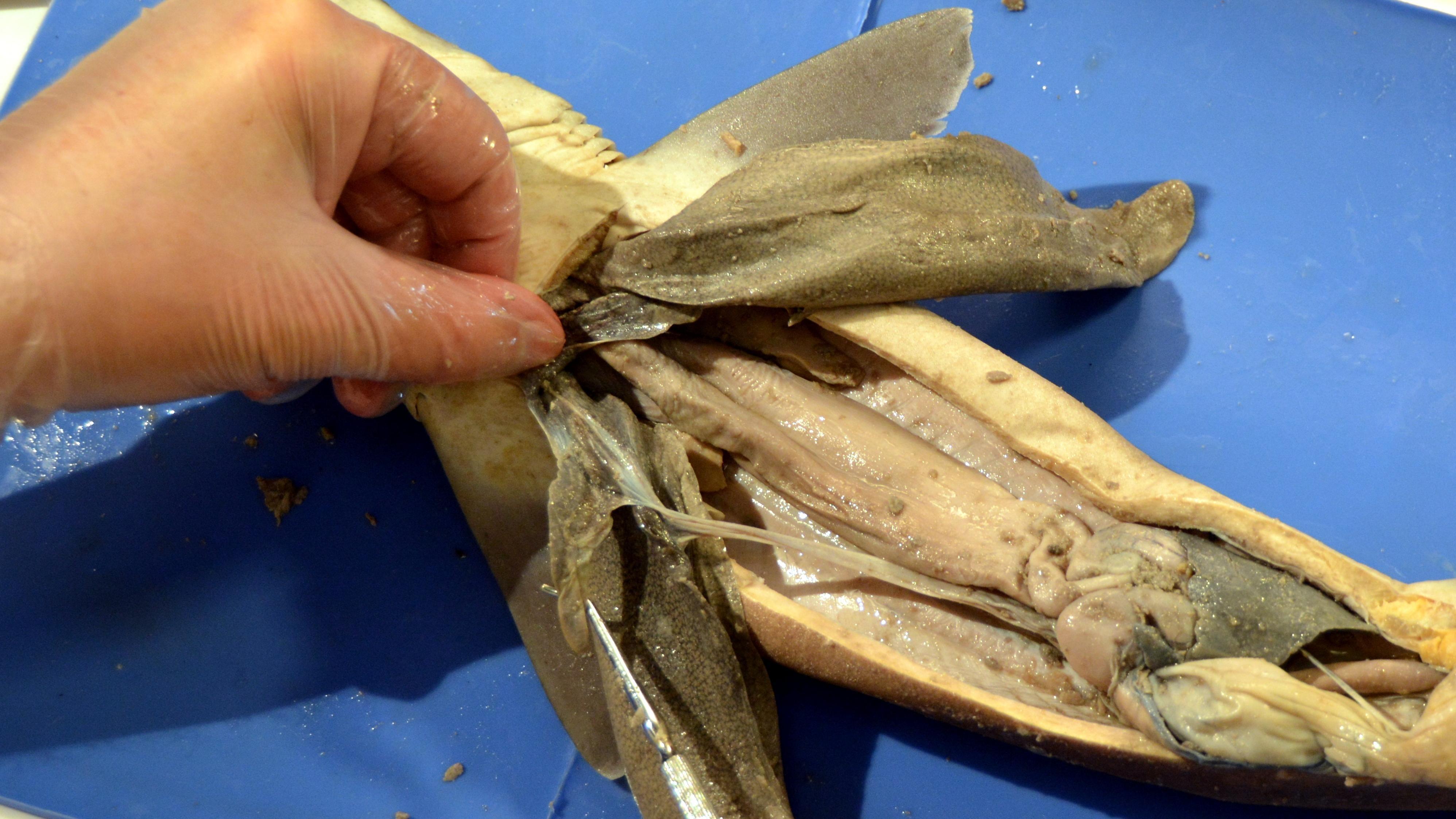 Dissection 101 Dogfish Shark Dissection Video Male PBS LearningMedia