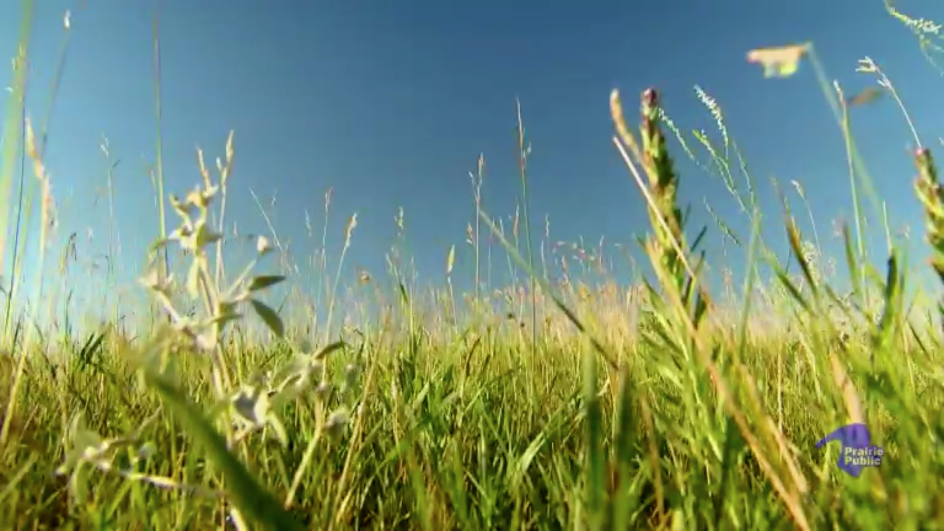 America's Grasslands: A Threatened National Treasure | Our Least ...