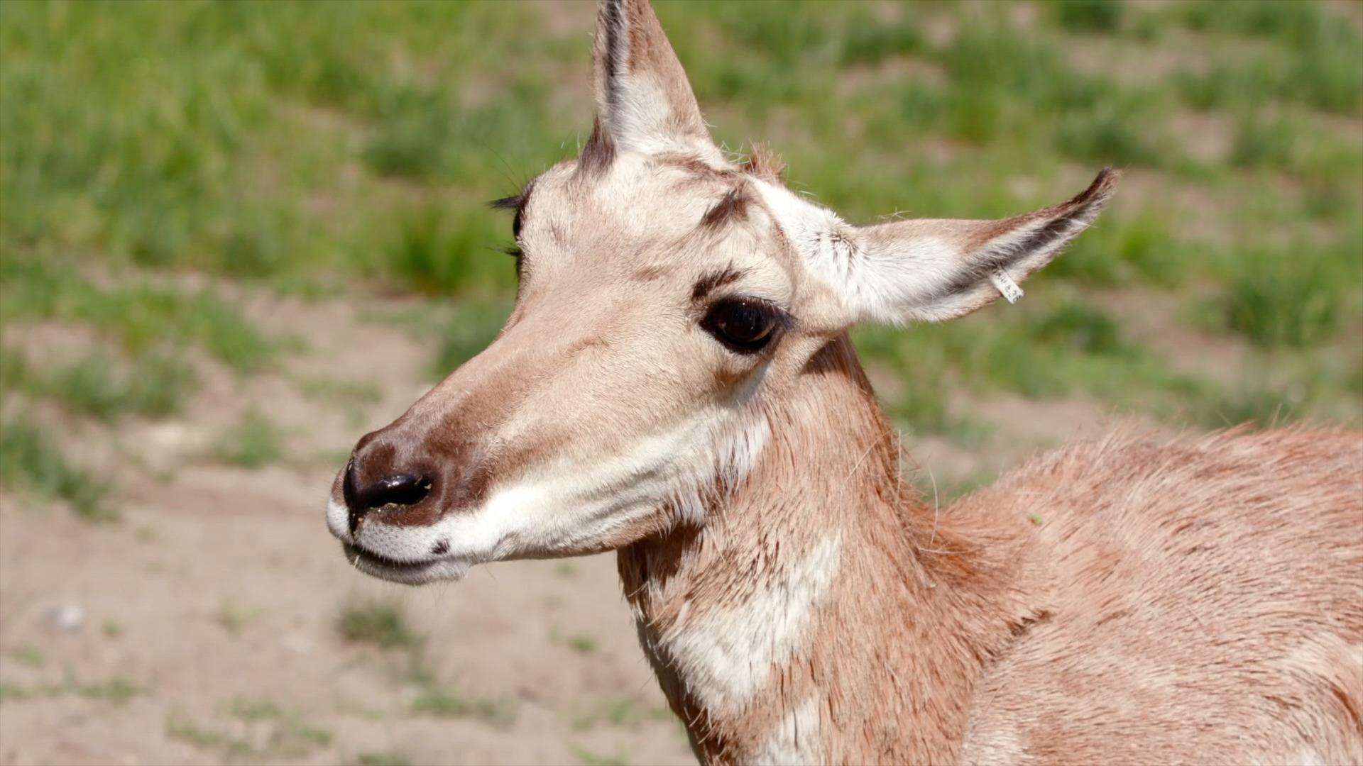 Pronghorn | Paws for a Minute | PBS LearningMedia
