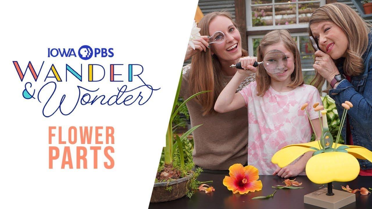 Dissecting a Flower: Wander & Wonder | Young Explorers | Grades K-2, 3 ...