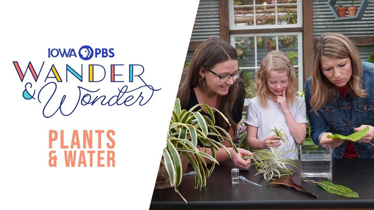Getting Water to the Roots: Wander & Wonder | Young Explorers | Grades ...