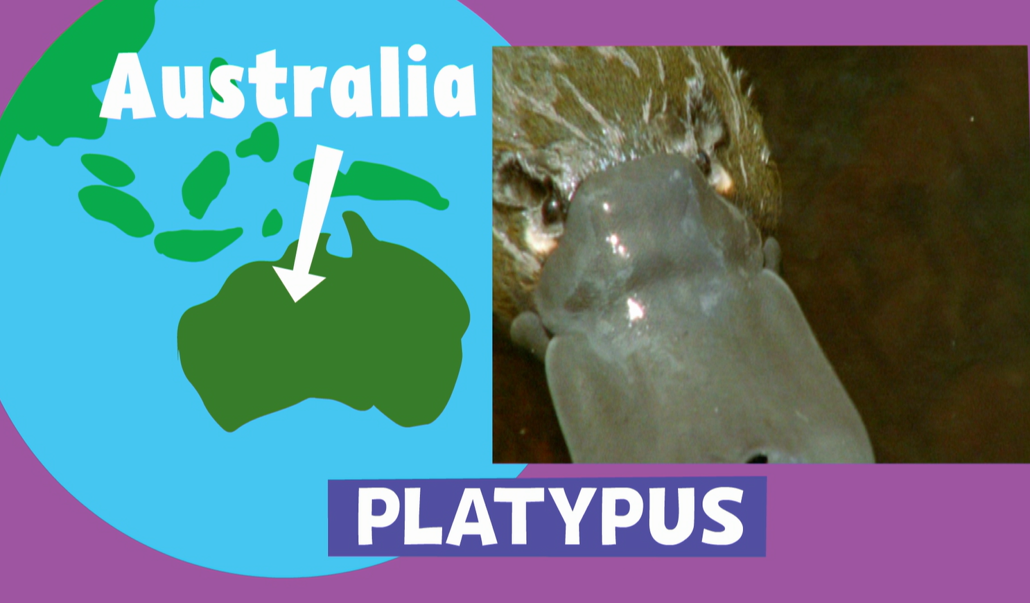 Platypus | Animal Alphabet | Grades K-2 Preschool Teaching and Lesson ...
