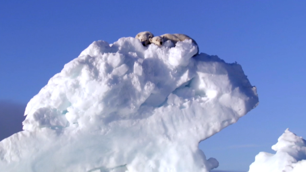Bears on Thin Ice | The Great Polar Bear Feast | PBS LearningMedia