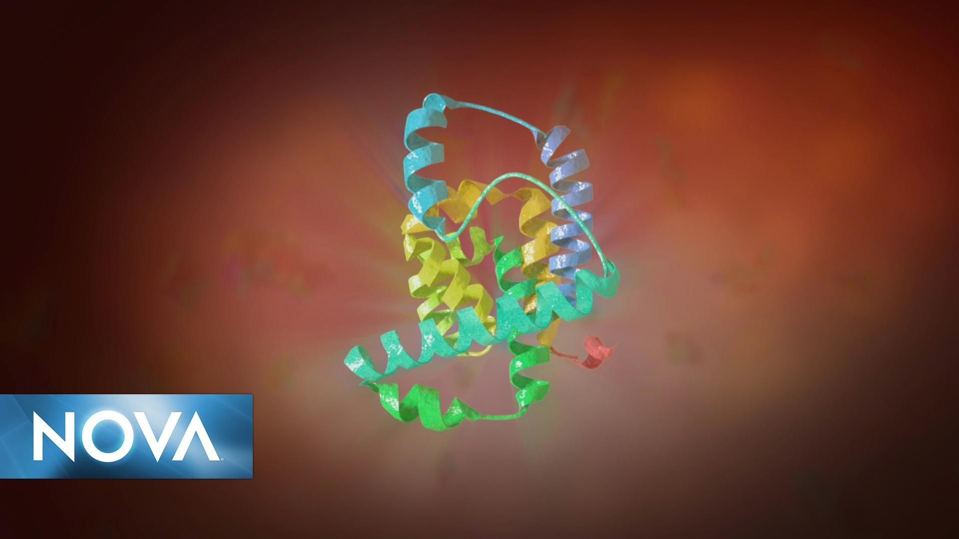 The Origami Revolution | Predicting How Proteins Fold | PBS LearningMedia