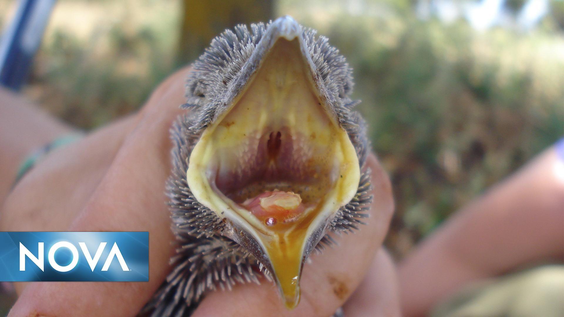 Gross Science | Defensive Vomiting | Gross Science | PBS LearningMedia