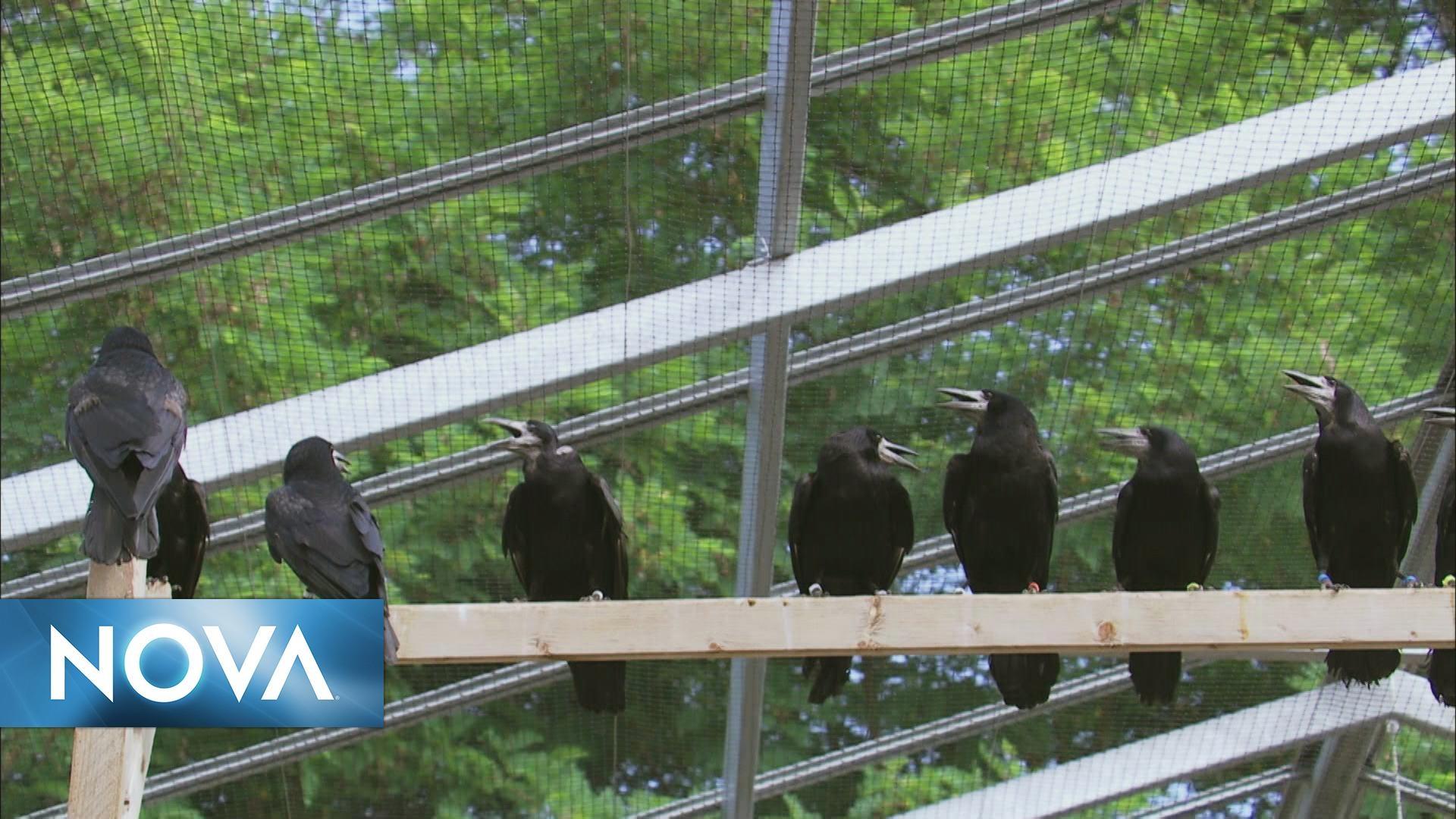 Bird Brain | Social Animals Share Survival Smarts | PBS LearningMedia