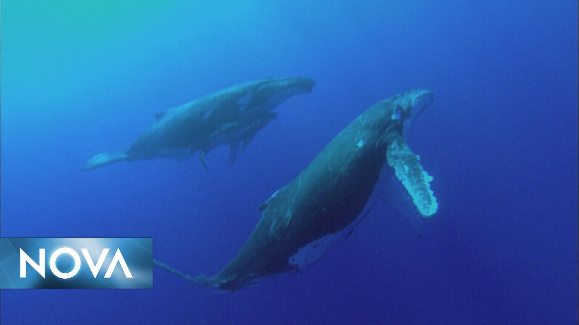 Whale Songs | NOVA Wonders: What Are Animals Saying? | NOVA Wonders ...
