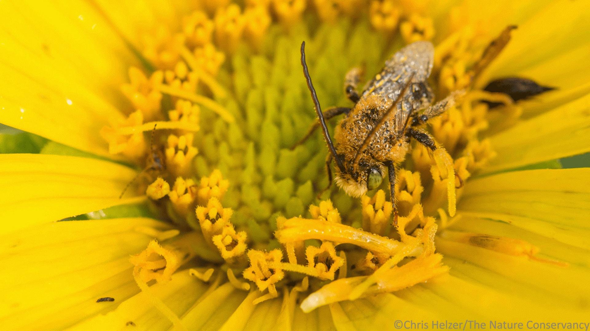 Prairie Portrait Interactive Science Lesson | PBS LearningMedia