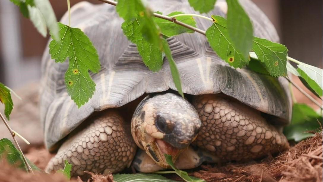 Radiated Tortoise | Paws for a Minute | PBS LearningMedia