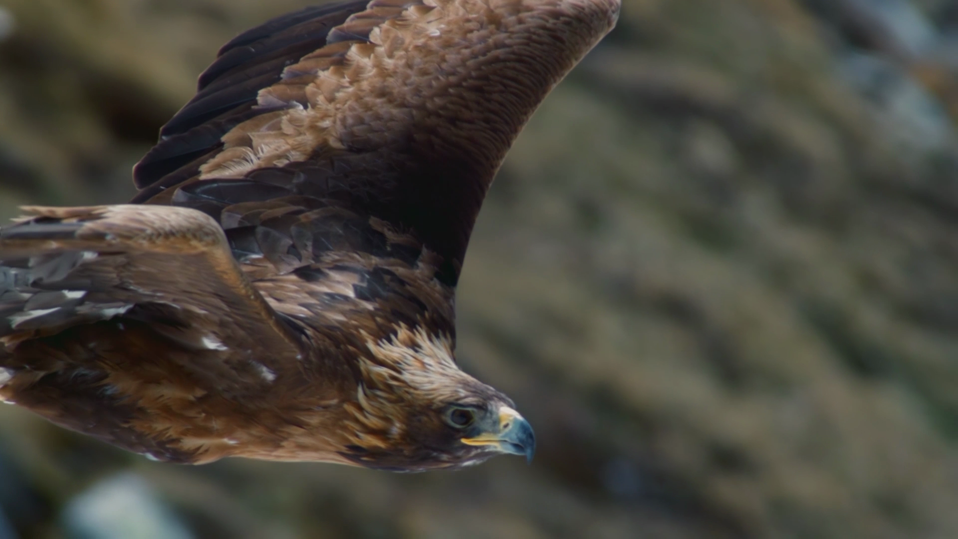 Super Senses of Birds of Prey | Raptors: A Fistful of Daggers | PBS ...