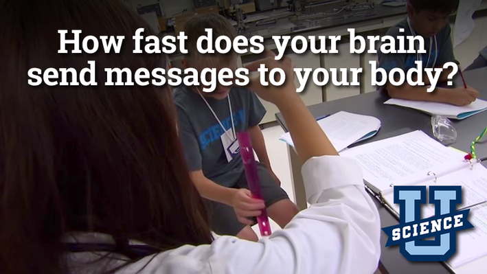 How Fast Does Your Brain Send Messages to Your Body? | Science-U ...