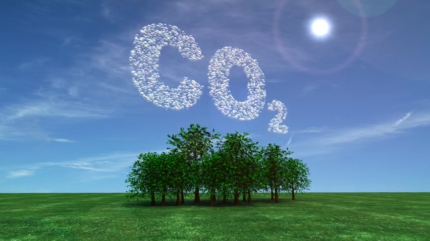 Reforestation: Impact on Climate: Lesson Plan | Nature Lab | PBS ...