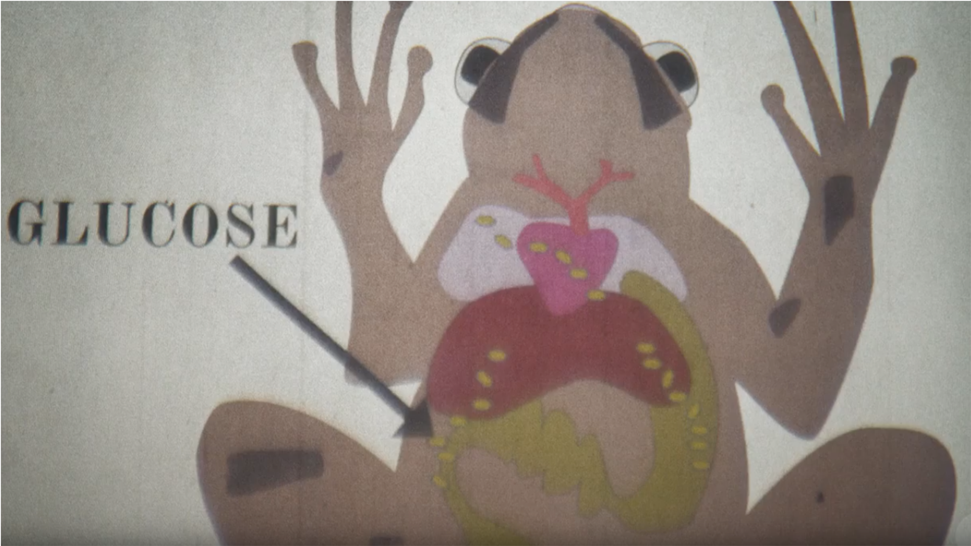 Invisible Nature: Return of the Wood Frog | PBS LearningMedia