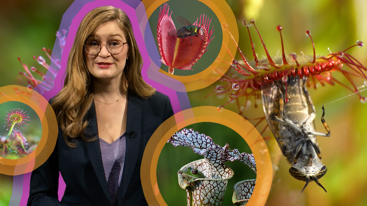 Hungry Hungry Plants?! | Spot on Science | PBS LearningMedia