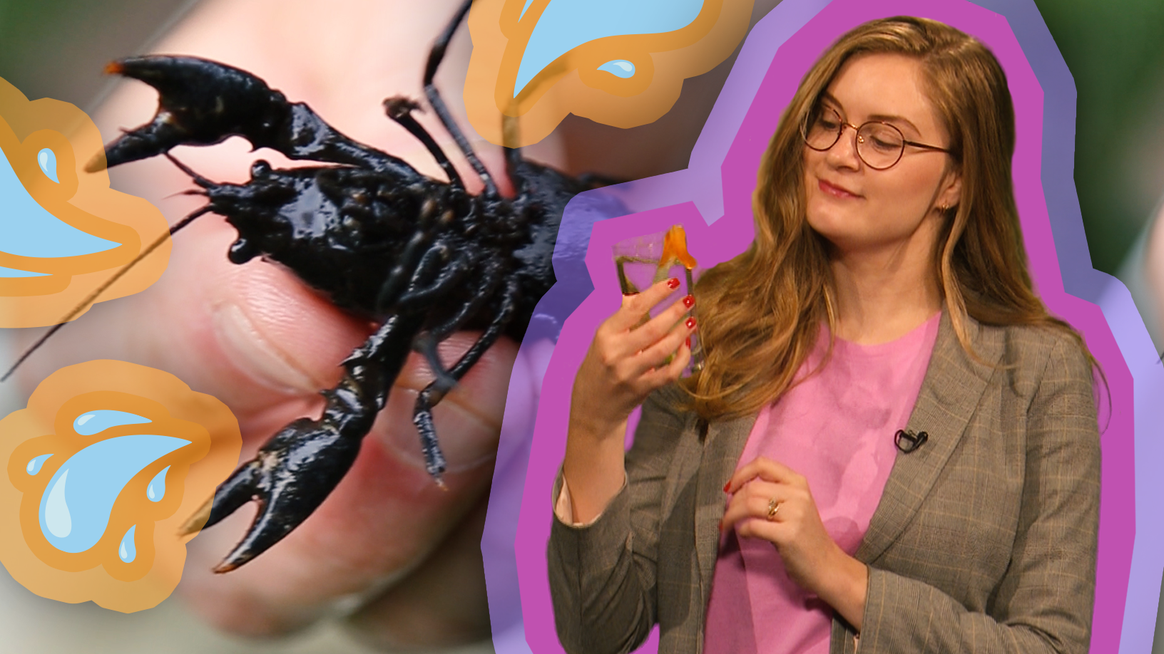 Water Bugs and Water Quality | Spot on Science | PBS LearningMedia