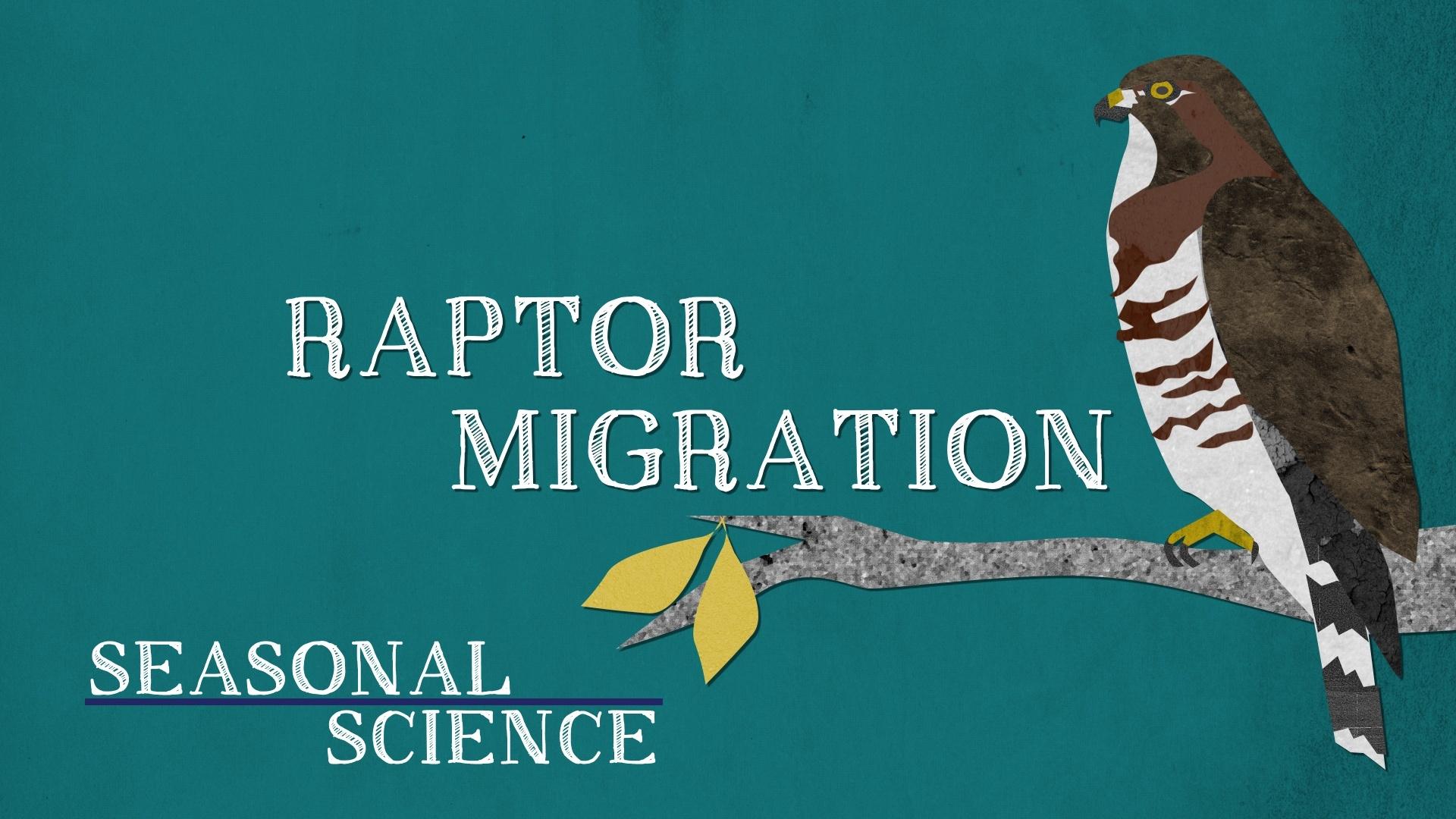Seasonal Science: Raptor Migration | PBS LearningMedia