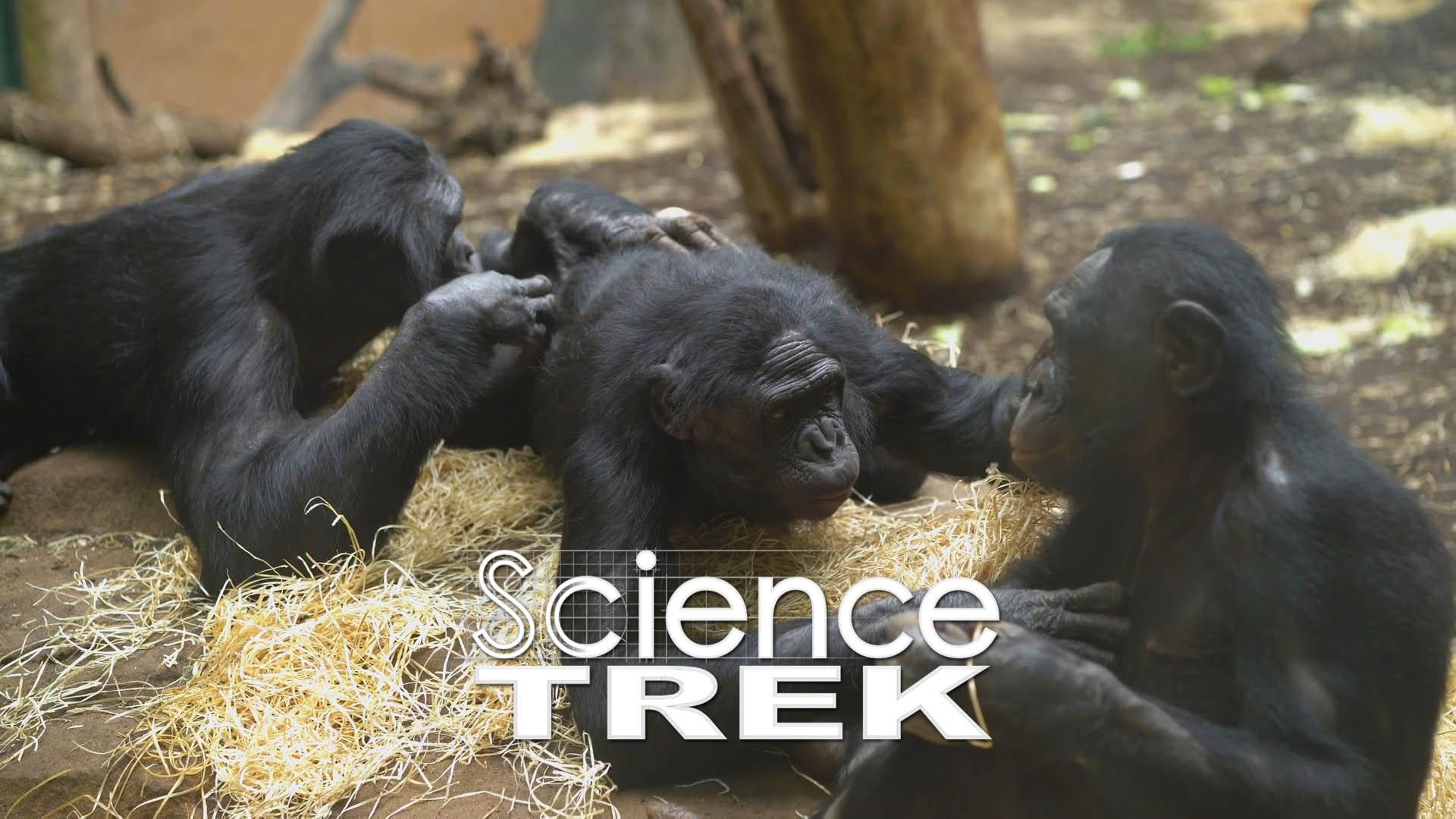 Heredity: Genetic Detectives | Science Trek | PBS LearningMedia