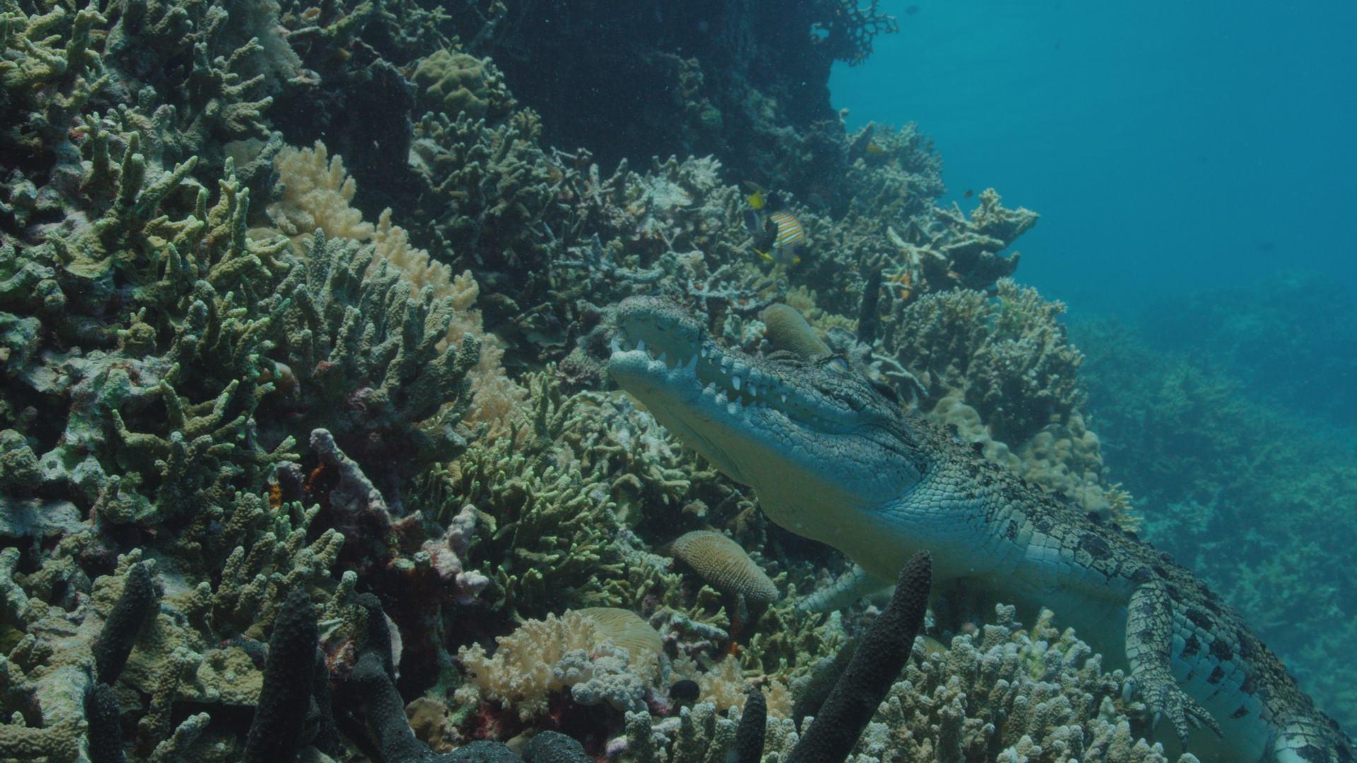 Big Pacific: Violent | PBS LearningMedia