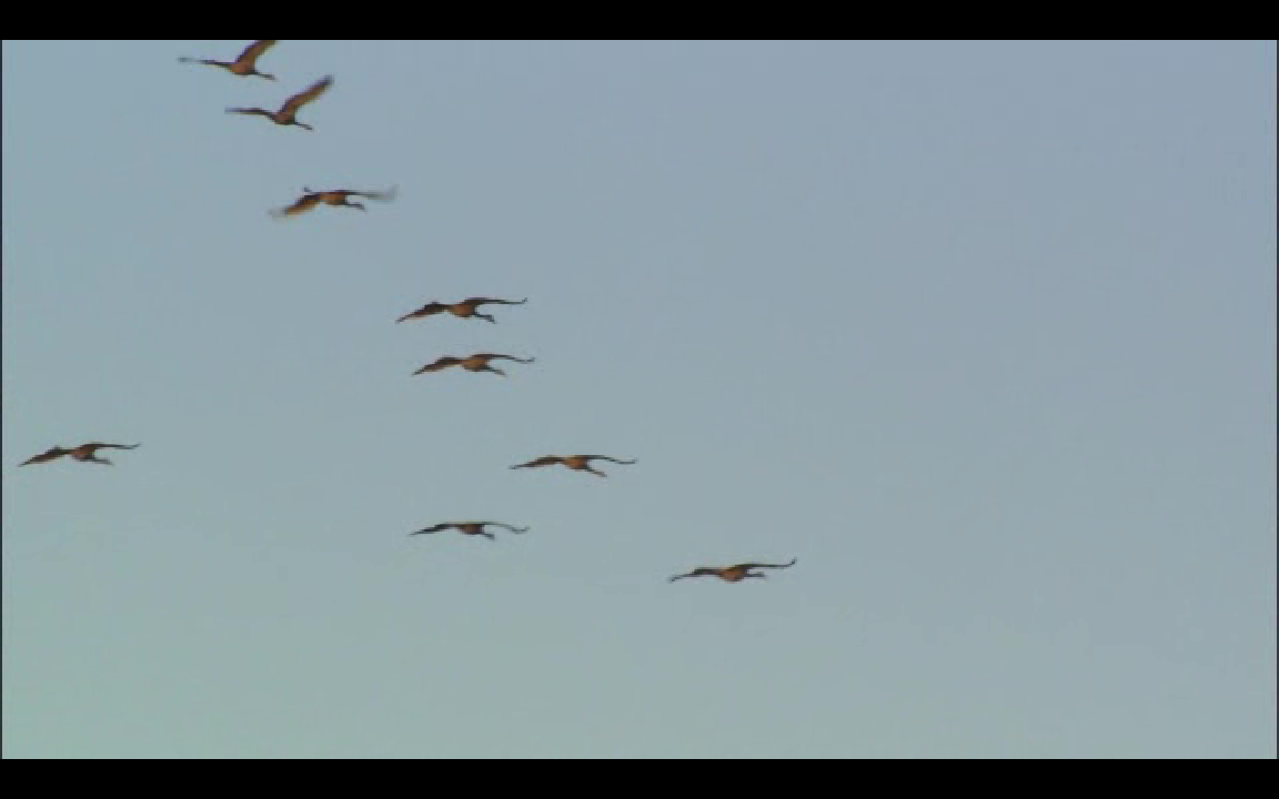 The Great Migration | QUEST | PBS LearningMedia