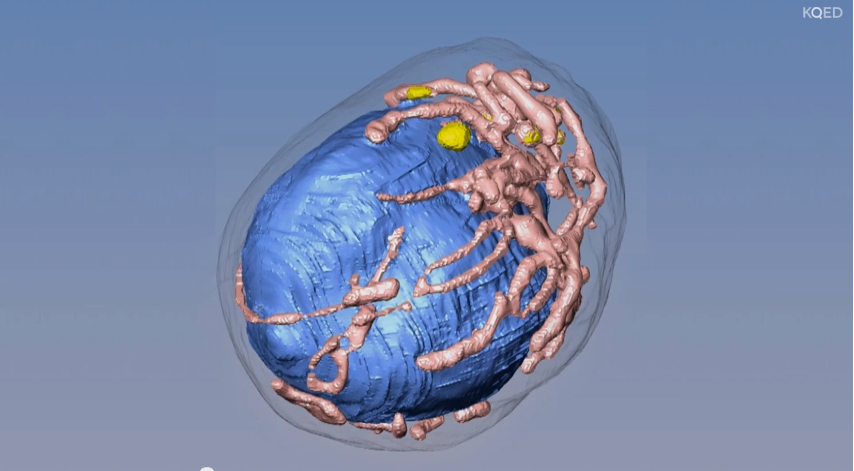 X-ray Microscope: Seeing Cells in 3D | PBS LearningMedia
