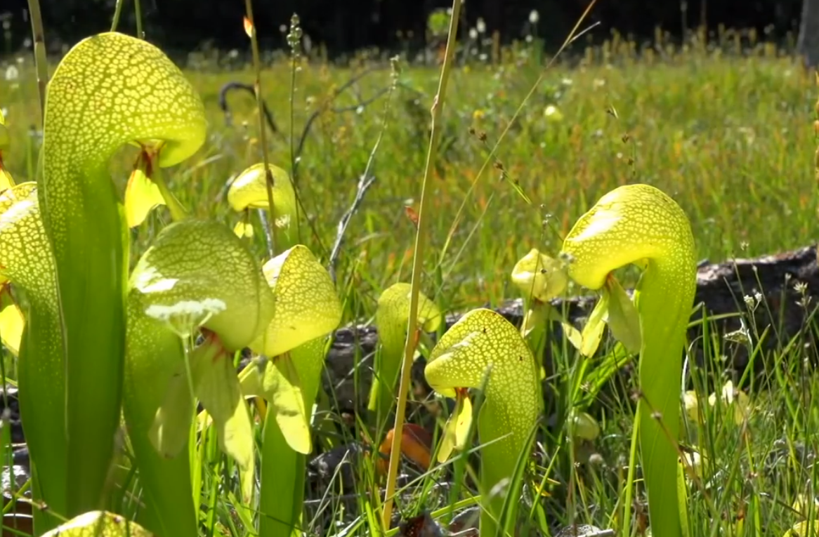Predatory Plants: Lure of the Cobra Lily | PBS LearningMedia
