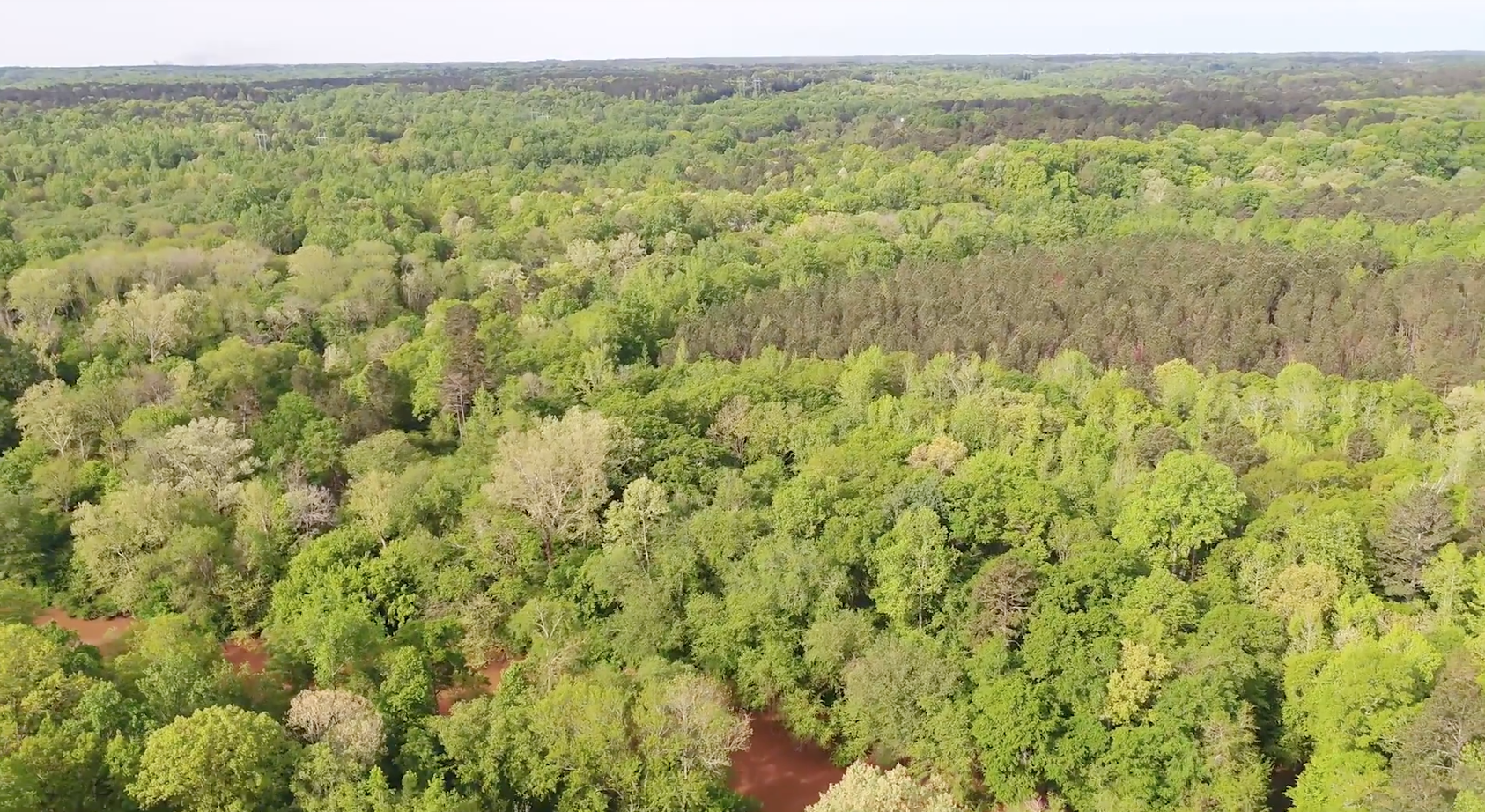 What Is a Working Forest? | Georgia Forests I | PBS LearningMedia