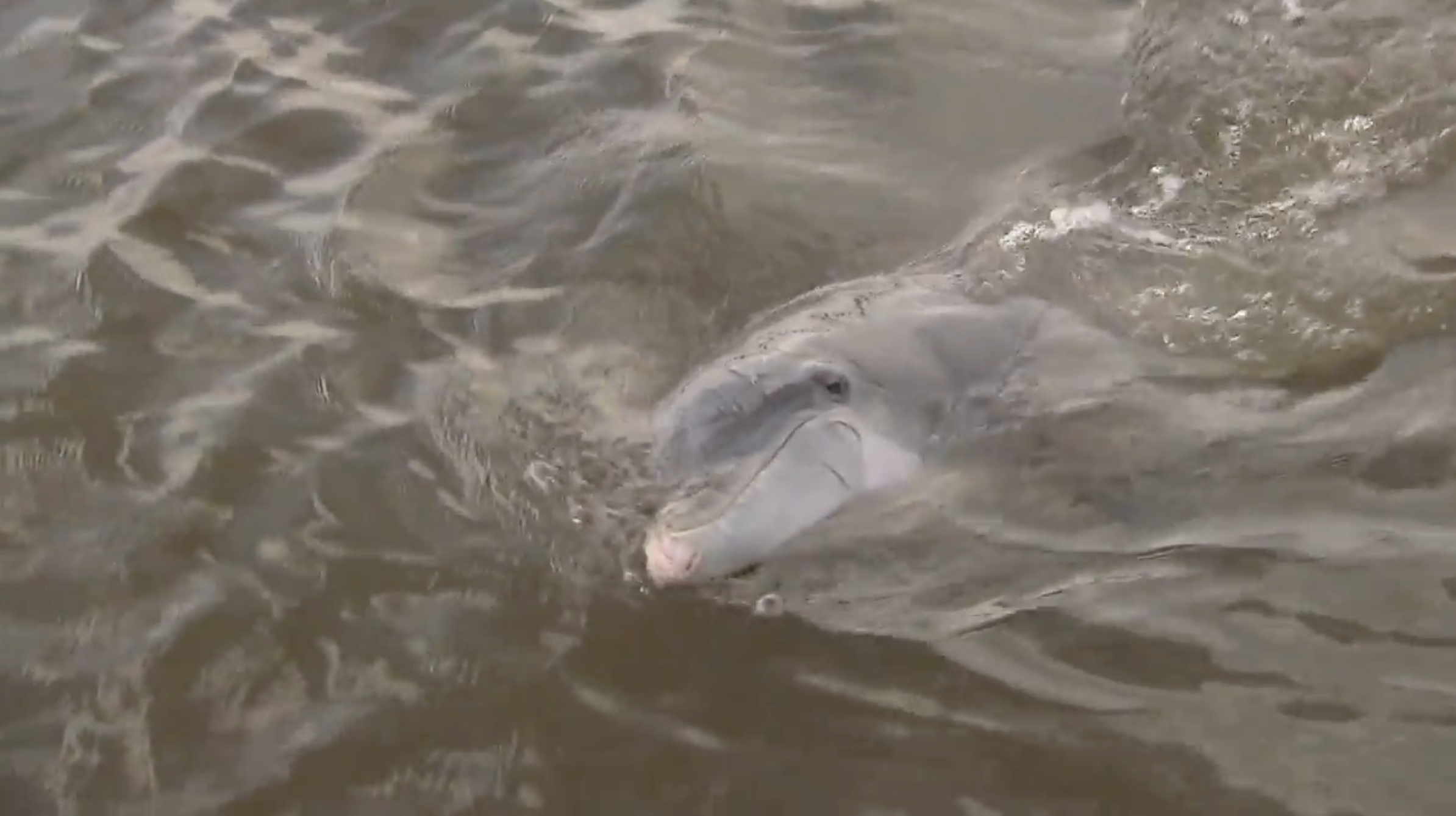 Studying Dolphins | Georgia Outdoors | PBS LearningMedia