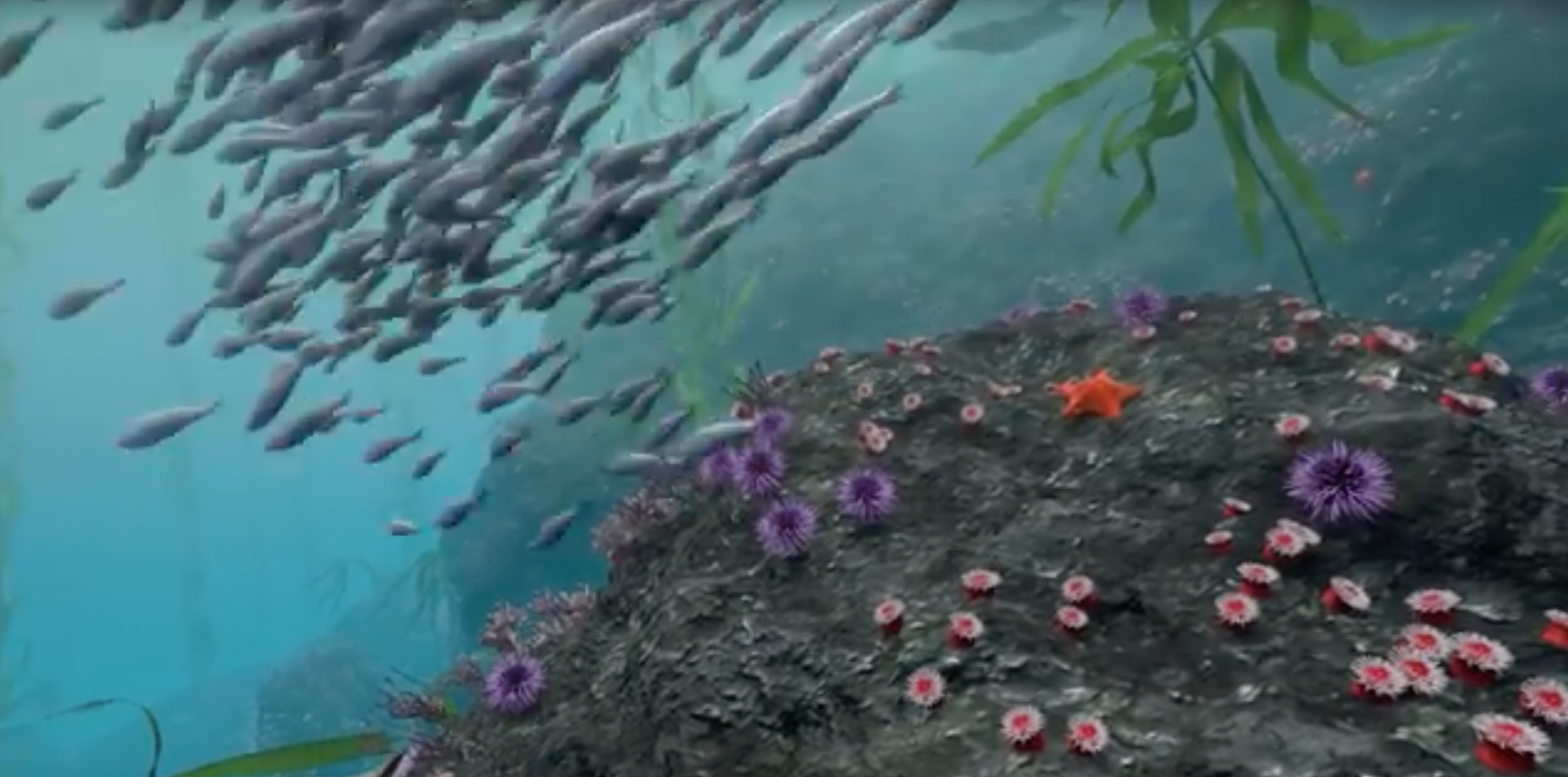 Take a Virtual Dive in a Kelp Forest | Habitat Earth | PBS LearningMedia