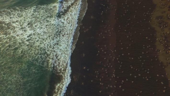 Nomura's Jellyfish | Big Pacific: Voracious | Science | Video | PBS ...