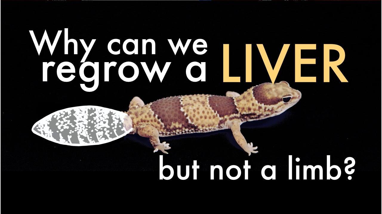 Why can we regrow a liver, but not a limb? | MIT's Science Out Loud ...
