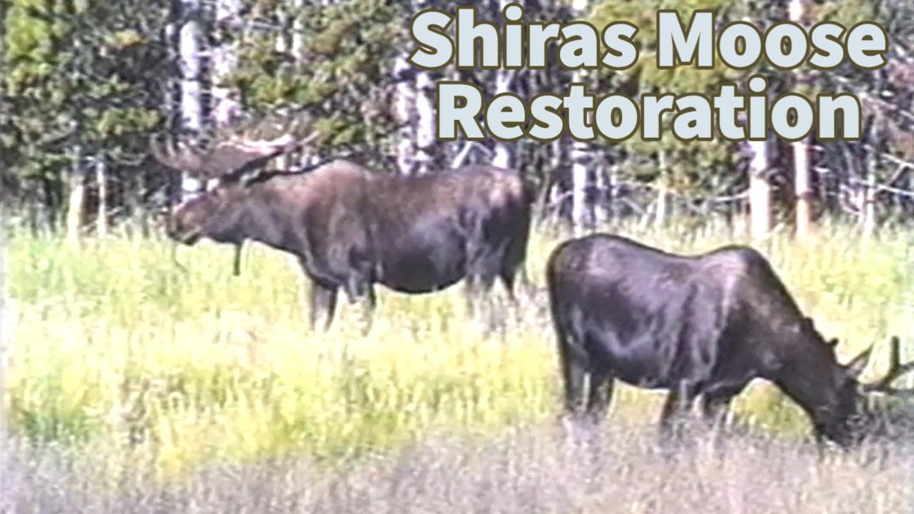 Shiras Moose Restoration | Back from the Brink | PBS LearningMedia
