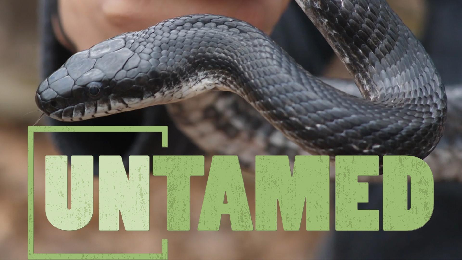 Snakes | UNTAMED | PBS LearningMedia