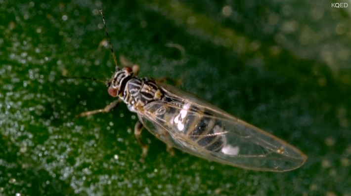 Some Bugs Like it Hot: Climate Change and Agricultural Pests | English ...