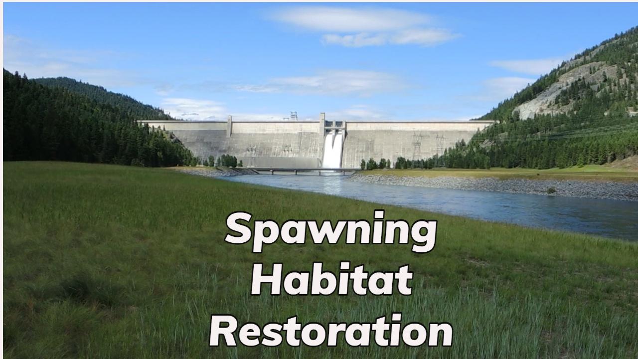 Spawning Habitat Restoration | The Fish Between the Falls | PBS ...