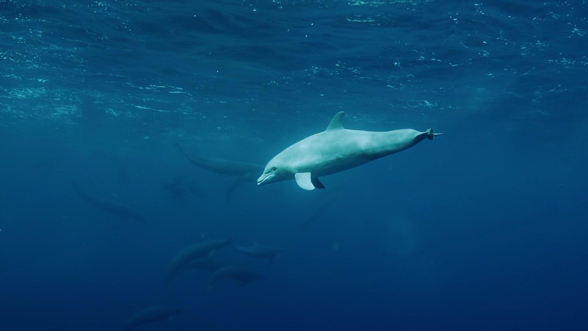 Understanding Spinner Dolphin Relationships | Spy in the Ocean | PBS ...